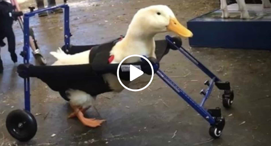 Pato Com Deficiência Consegue Andar Graças a Cadeira De Rodas Diferente