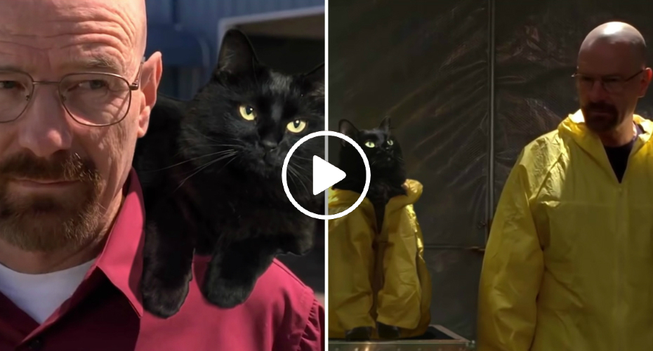 E Se Walter White Tivesse Um Gato Na Série Breaking Bad?