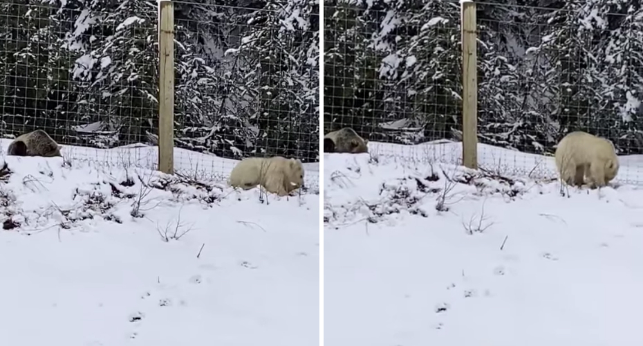Urso Pardo Com Pelo Branco Captado Em Vídeo No Canadá