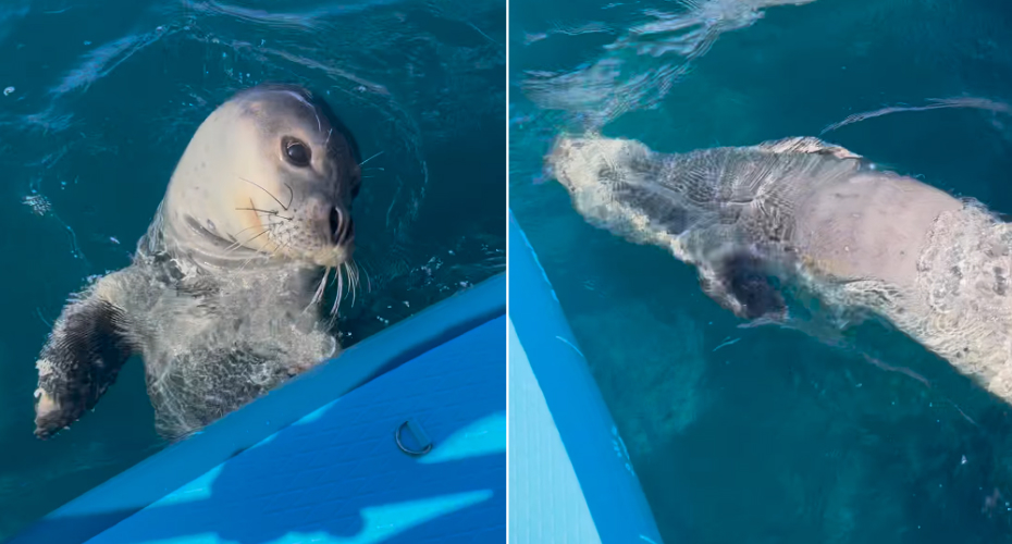 Lobo Marinho Avistado Em Câmara De Lobos, Na Madeira
