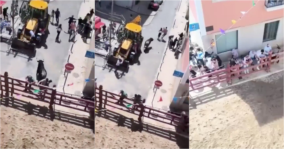 Touro Foge De Largada e Faz Três Feridos Na Feira De Maio Da Azambuja